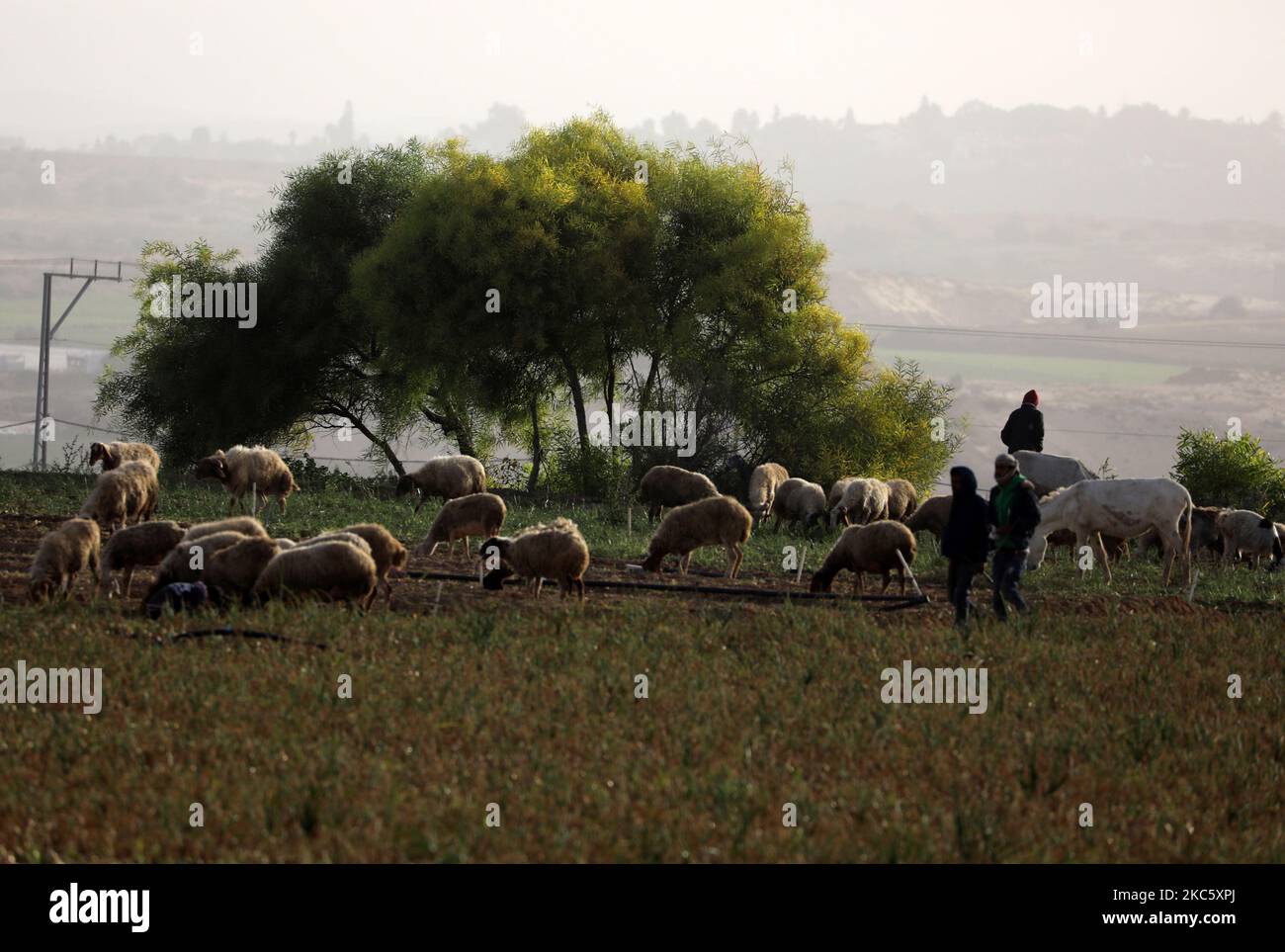 Palestinian bedouins lead grazing sheep in a field near the Israel-Gaza ...