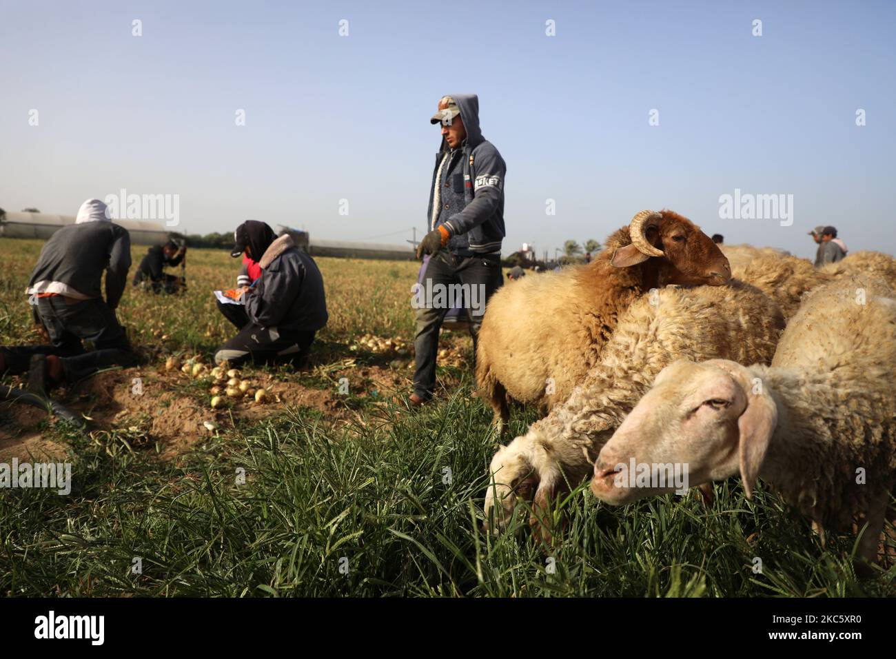 Lead the sheep hi-res stock photography and images - Alamy