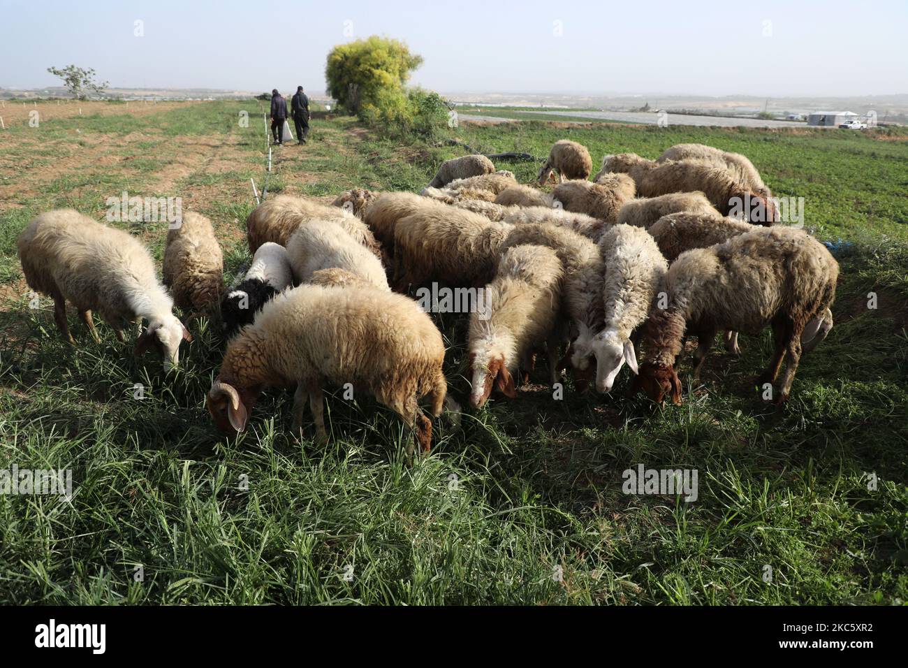 Palestinian bedouins lead grazing sheep in a field near the Israel-Gaza ...