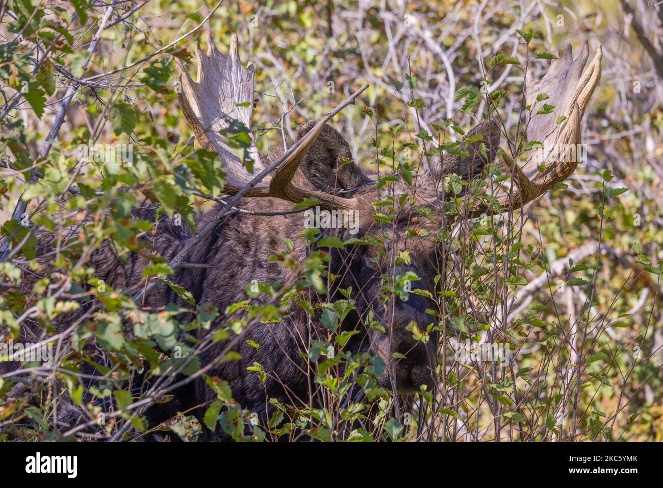 Bull Moose in Wyoming in Autumn Stock Photo - Alamy