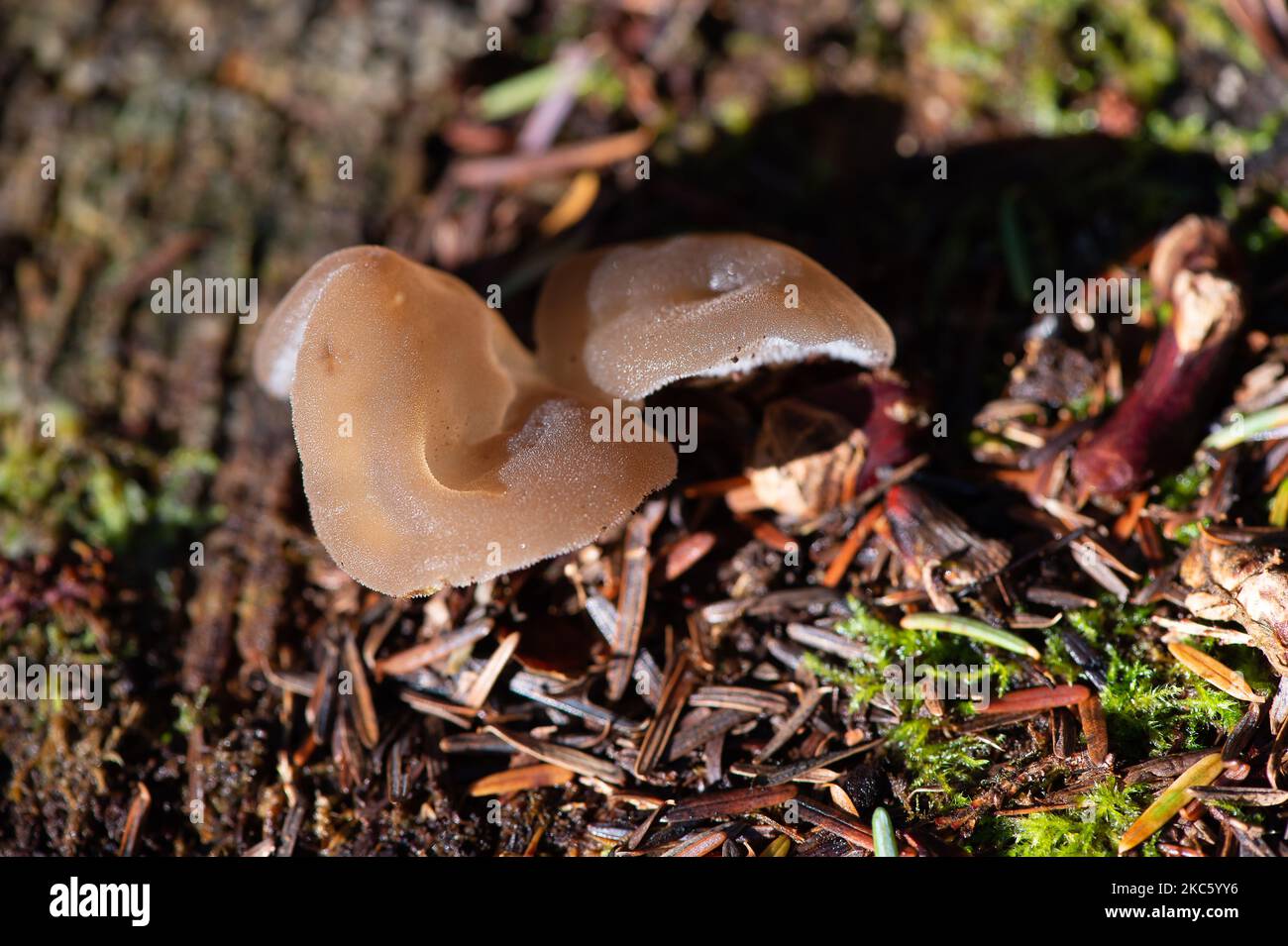 Penn Street, Buckinghamshire, UK. 4th November, 2022. Jelly ear fungi ...