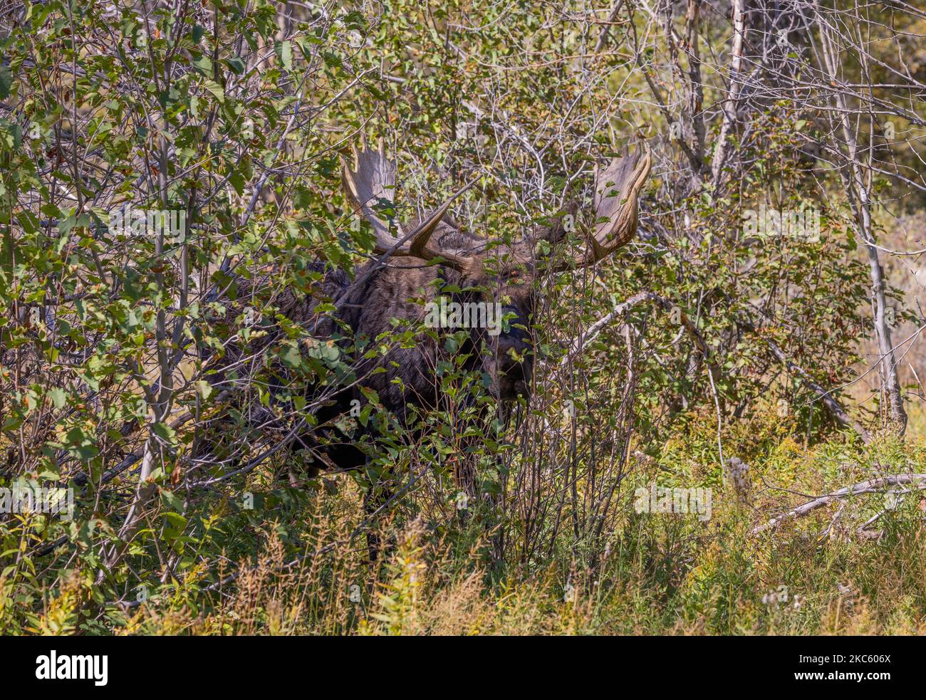 Bull Moose in Wyoming in Autumn Stock Photo - Alamy