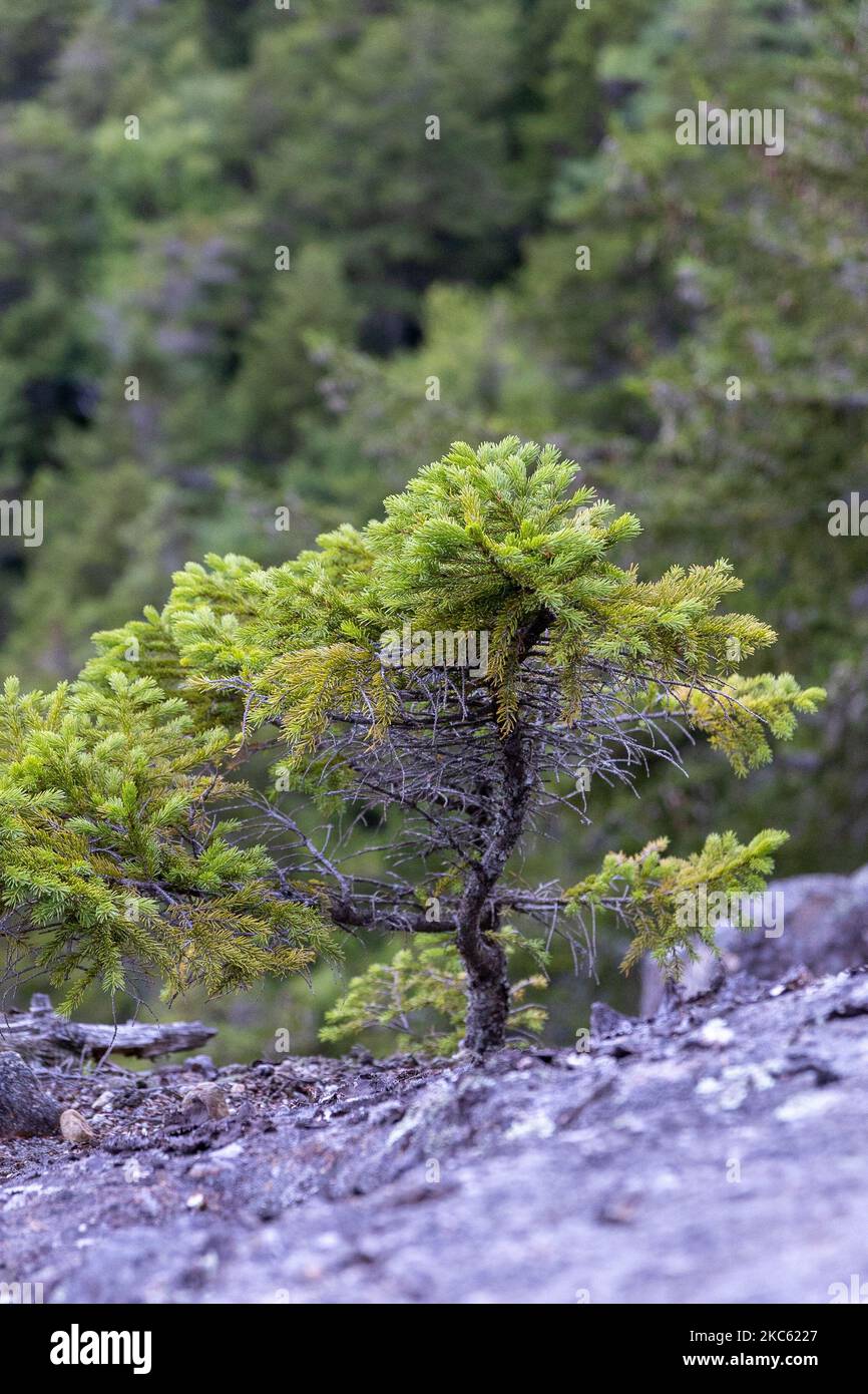 Small tree growing between rocks hi-res stock photography and images ...