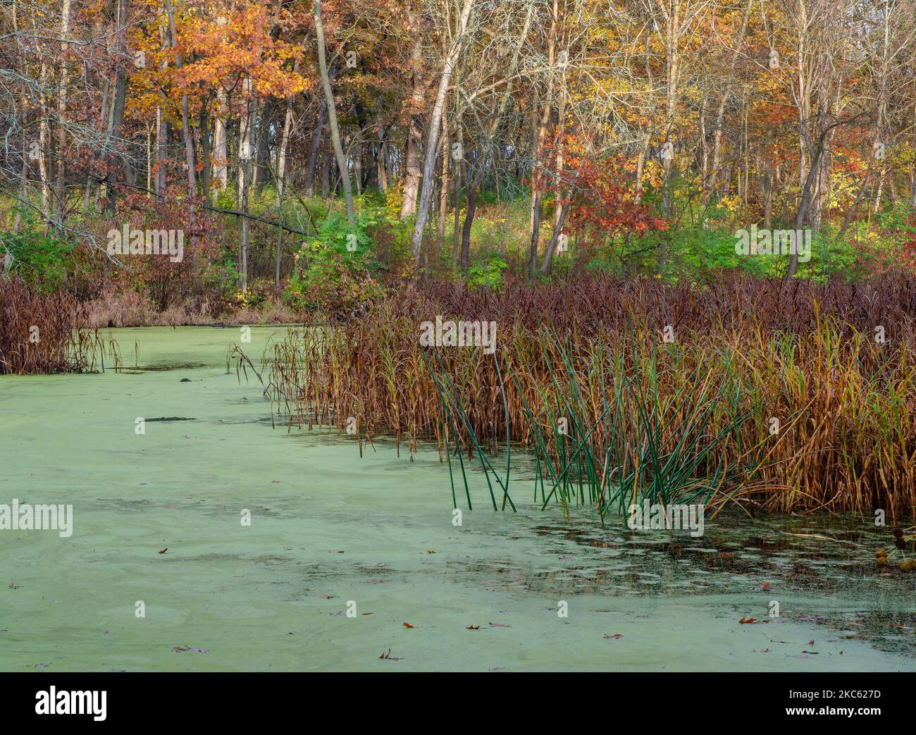 Duckweed covers the water's surface in autumn on Mark's Pond at Green ...