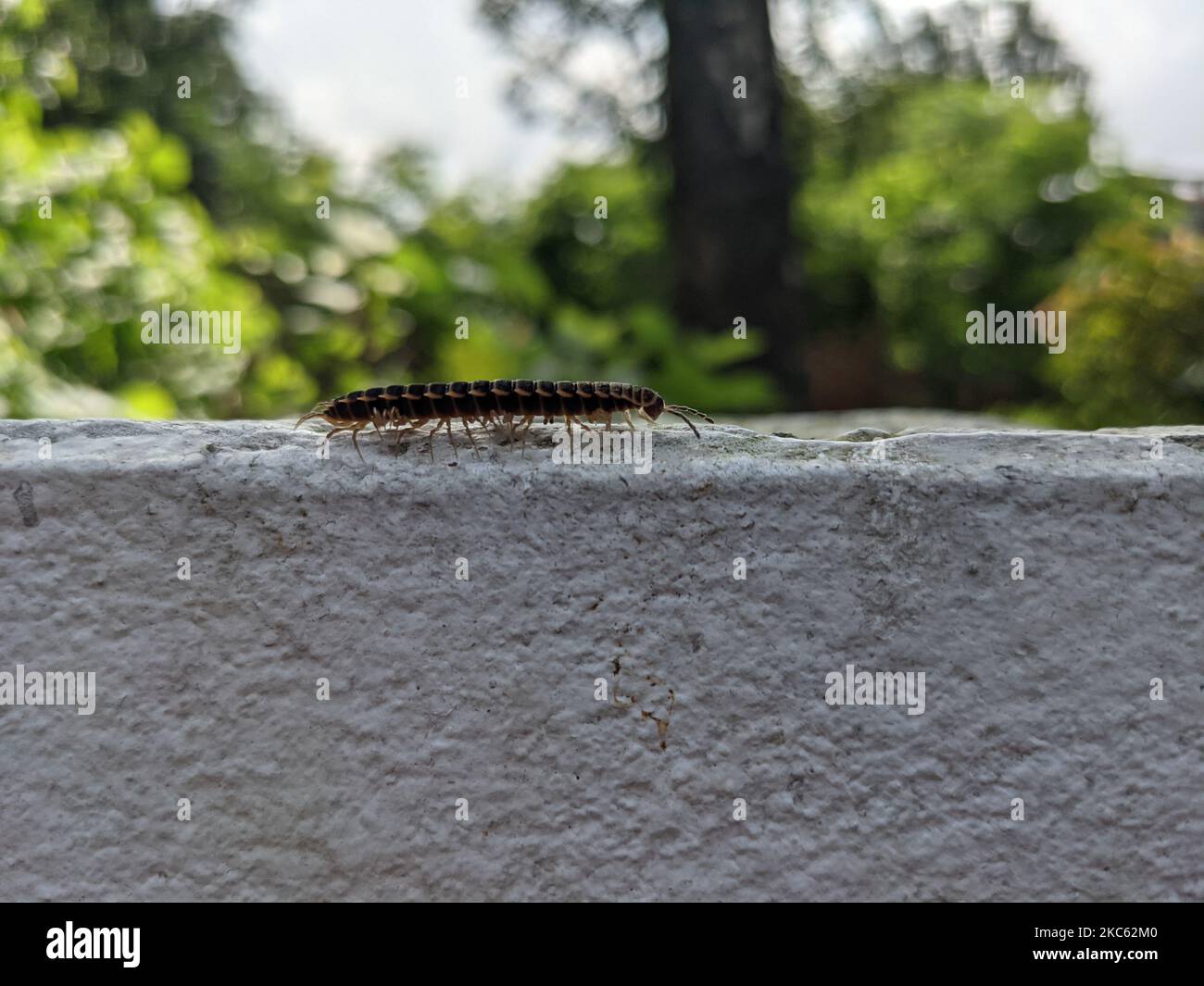 A black, small Millipede on the wall Stock Photo - Alamy