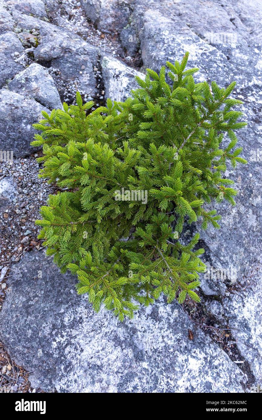 Small tree growing between rocks hi-res stock photography and images ...