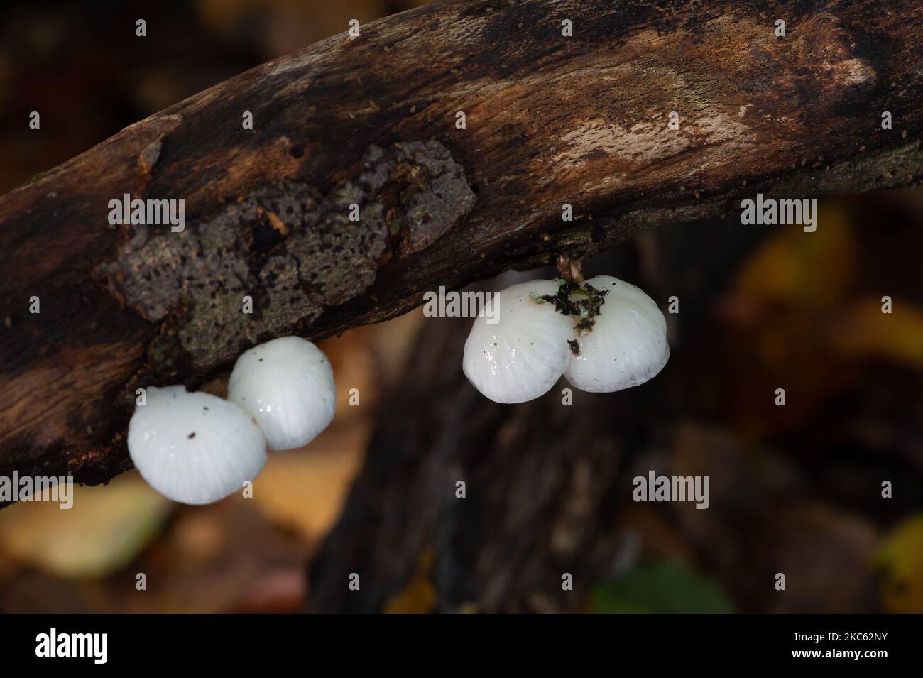 Penn Street, Buckinghamshire, UK. 4th November, 2022. Autumn's wildlife ...