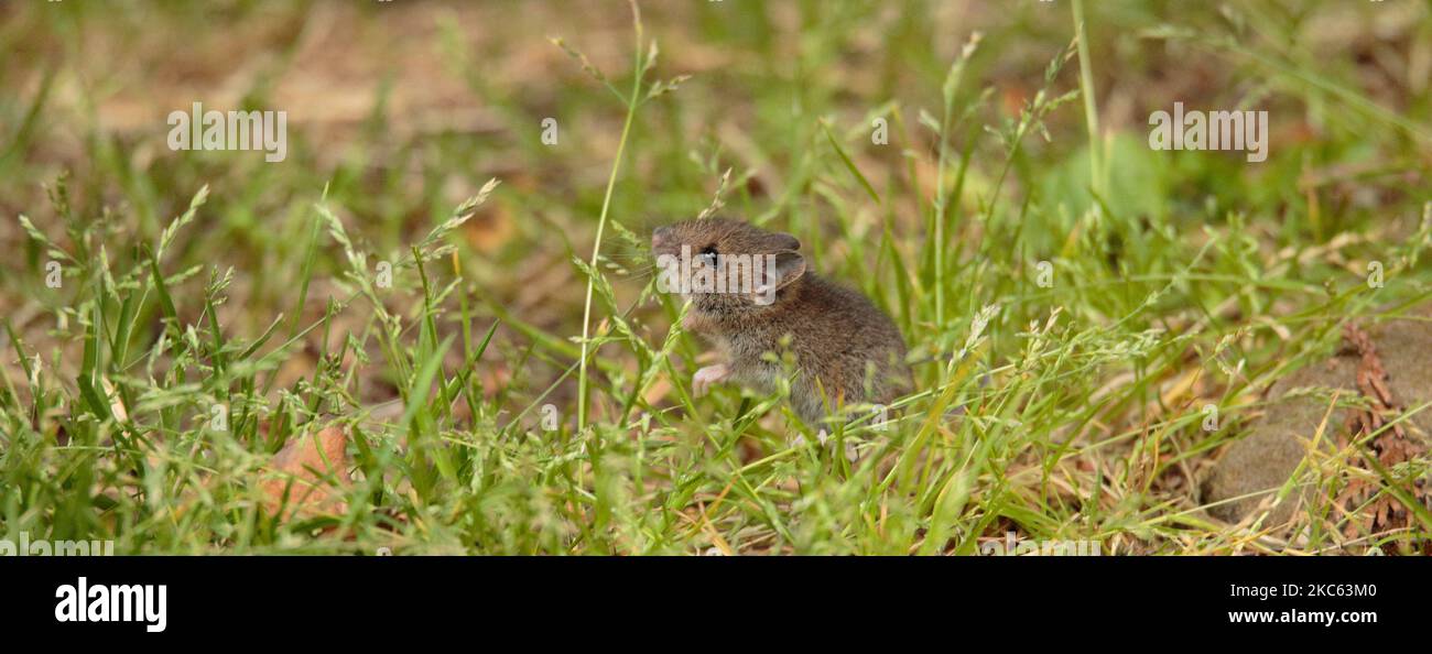 Urban mouse hi-res stock photography and images - Alamy