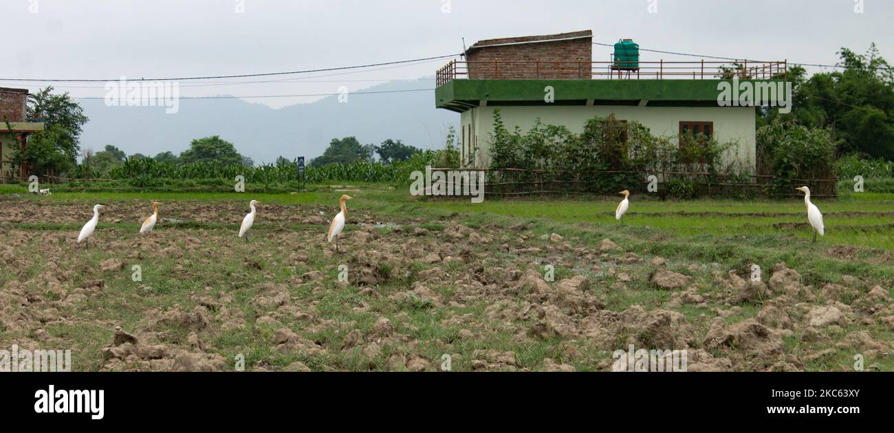 The Herons in an agricultural field near the farm Stock Photo - Alamy