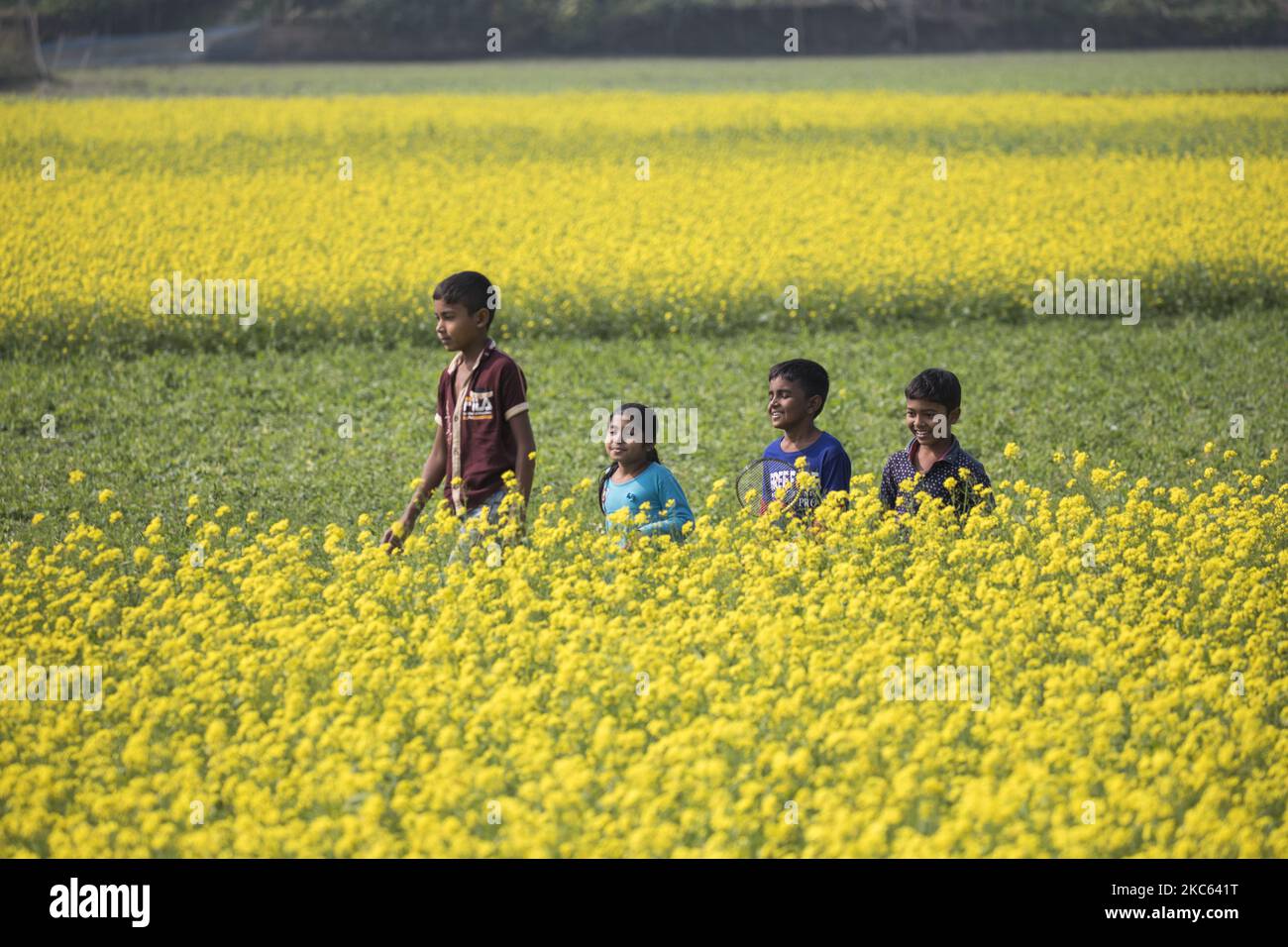 Children walk through mustard field in Manikganj near Dhaka, Bangladesh ...