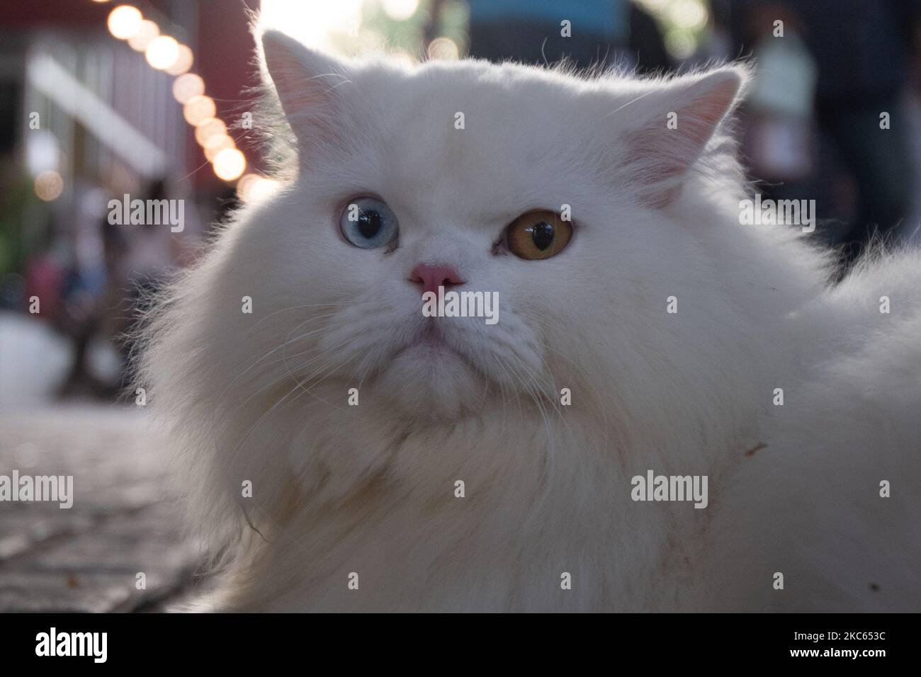 A white cat with two colour eyes looks at the camera during the ...