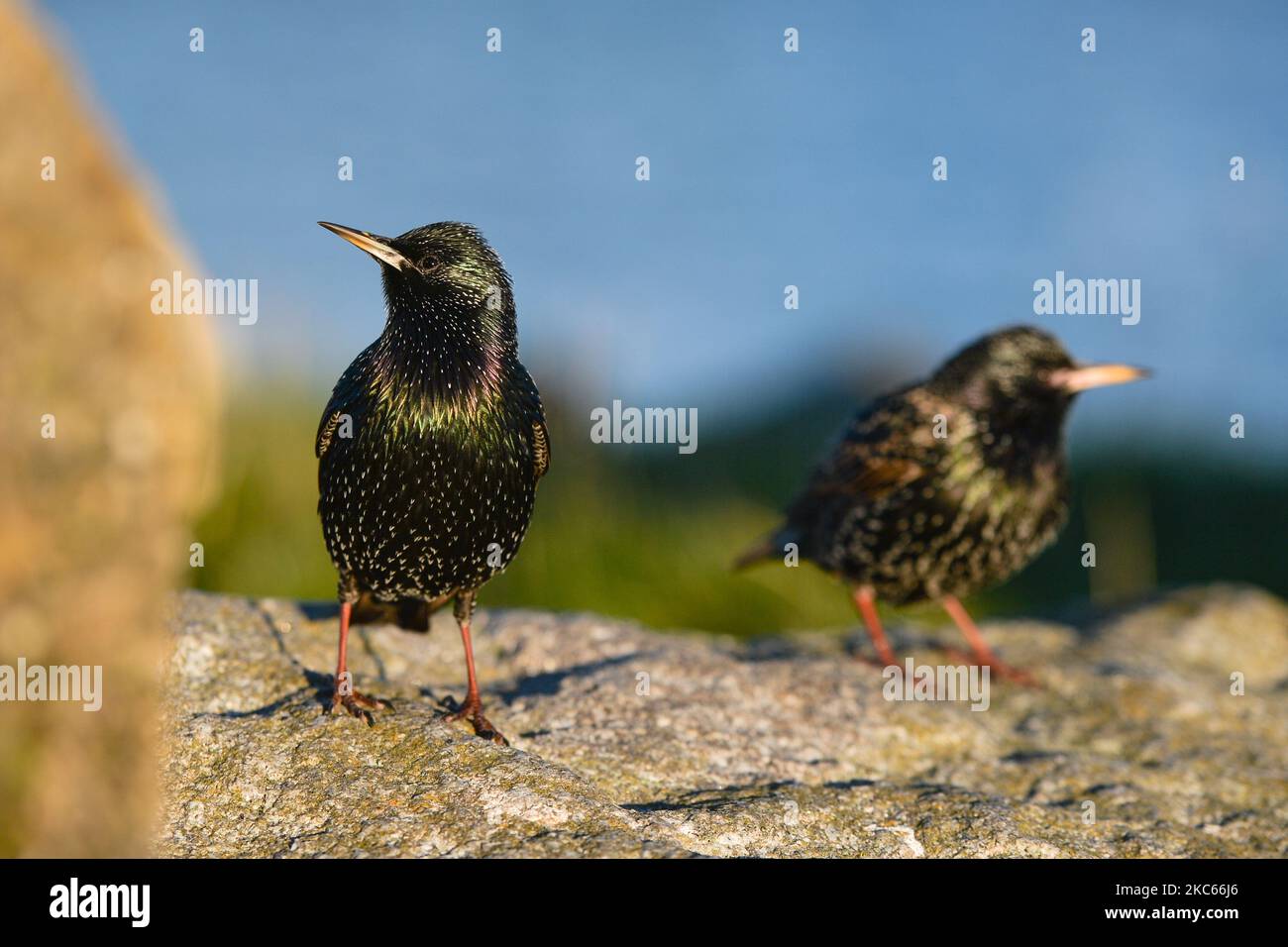 A couple of the common starling birds seen in Howth Harbour. On ...