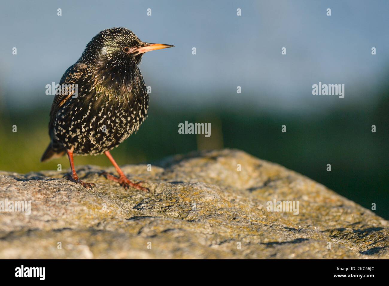 The common starling bird seen in Howth Harbour. On Saturday, December ...