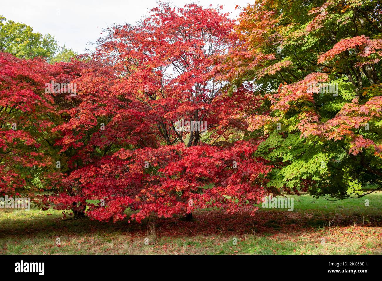 Close up of a Japanese maple (acer japonica) tree with red leaves in ...