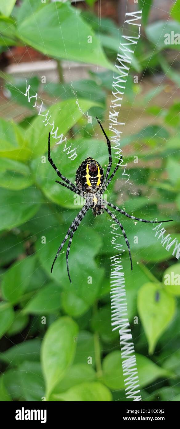 A vertical shot of the Argiope anasuja spider Stock Photo - Alamy