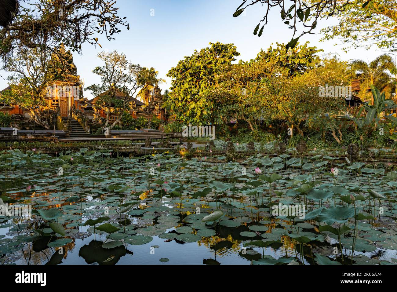 A wide shot of a pond in Ubud, Indonesia, covered with water lilies ...