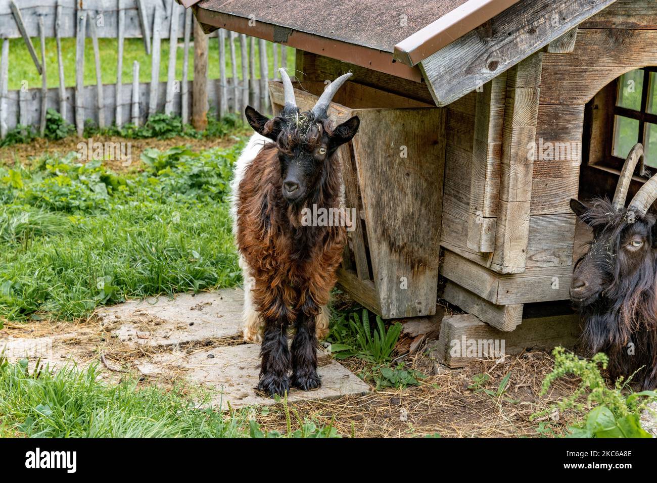 Goat house hi-res stock photography and images - Alamy