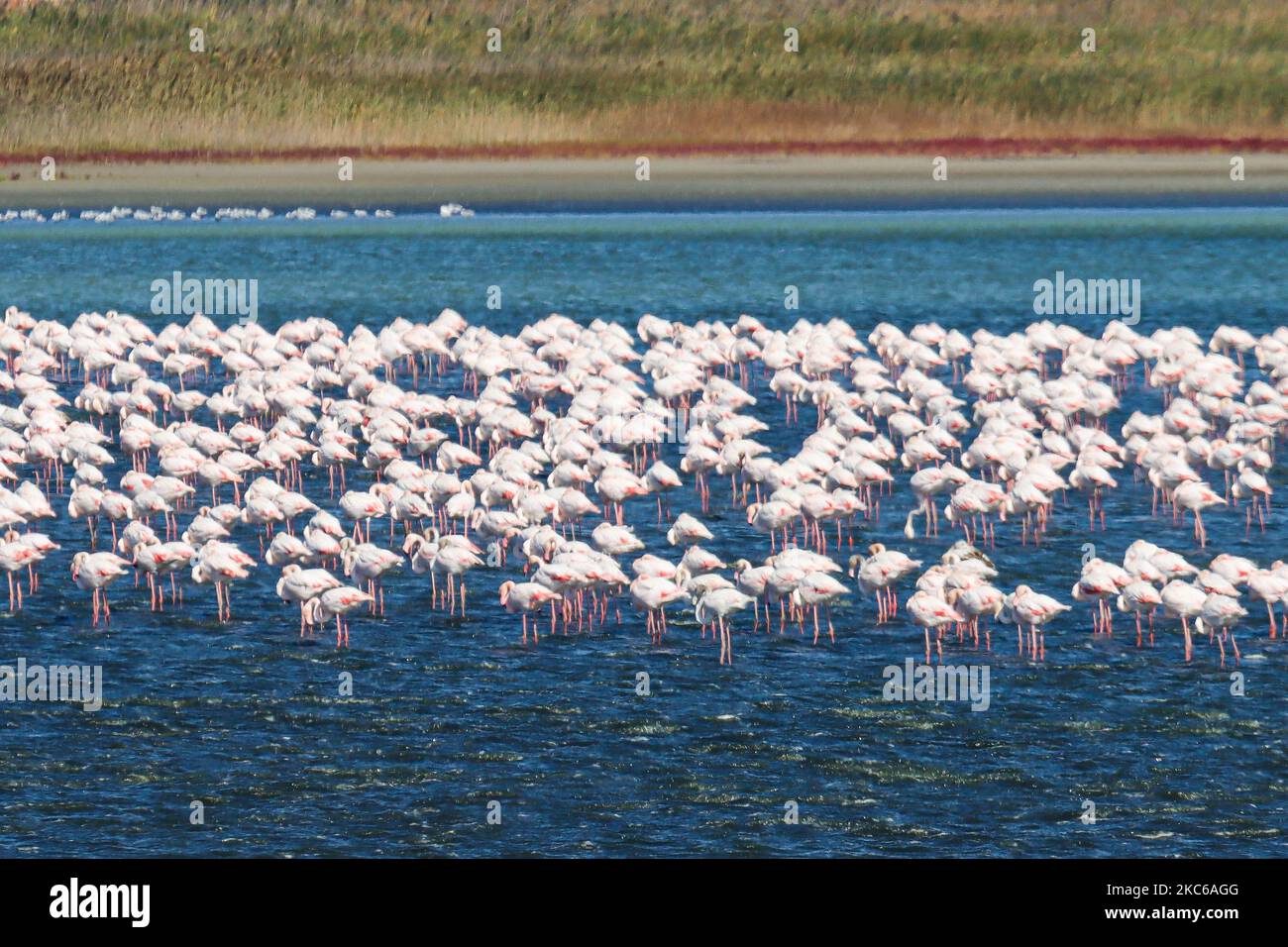 Flamingos as seen in Kalochori lagoon near Thessaloniki city in the ...