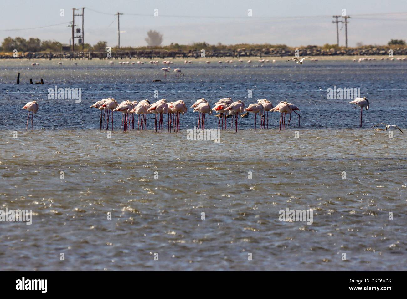 Flamingos as seen in Kalochori lagoon near Thessaloniki city in the ...