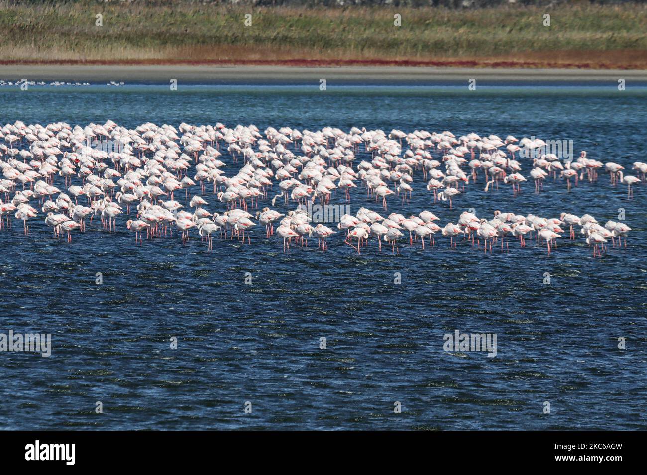 Flamingos as seen in Kalochori lagoon near Thessaloniki city in the ...