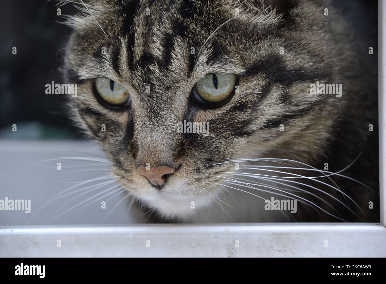 Tabby cats fur pattern hi-res stock photography and images - Alamy
