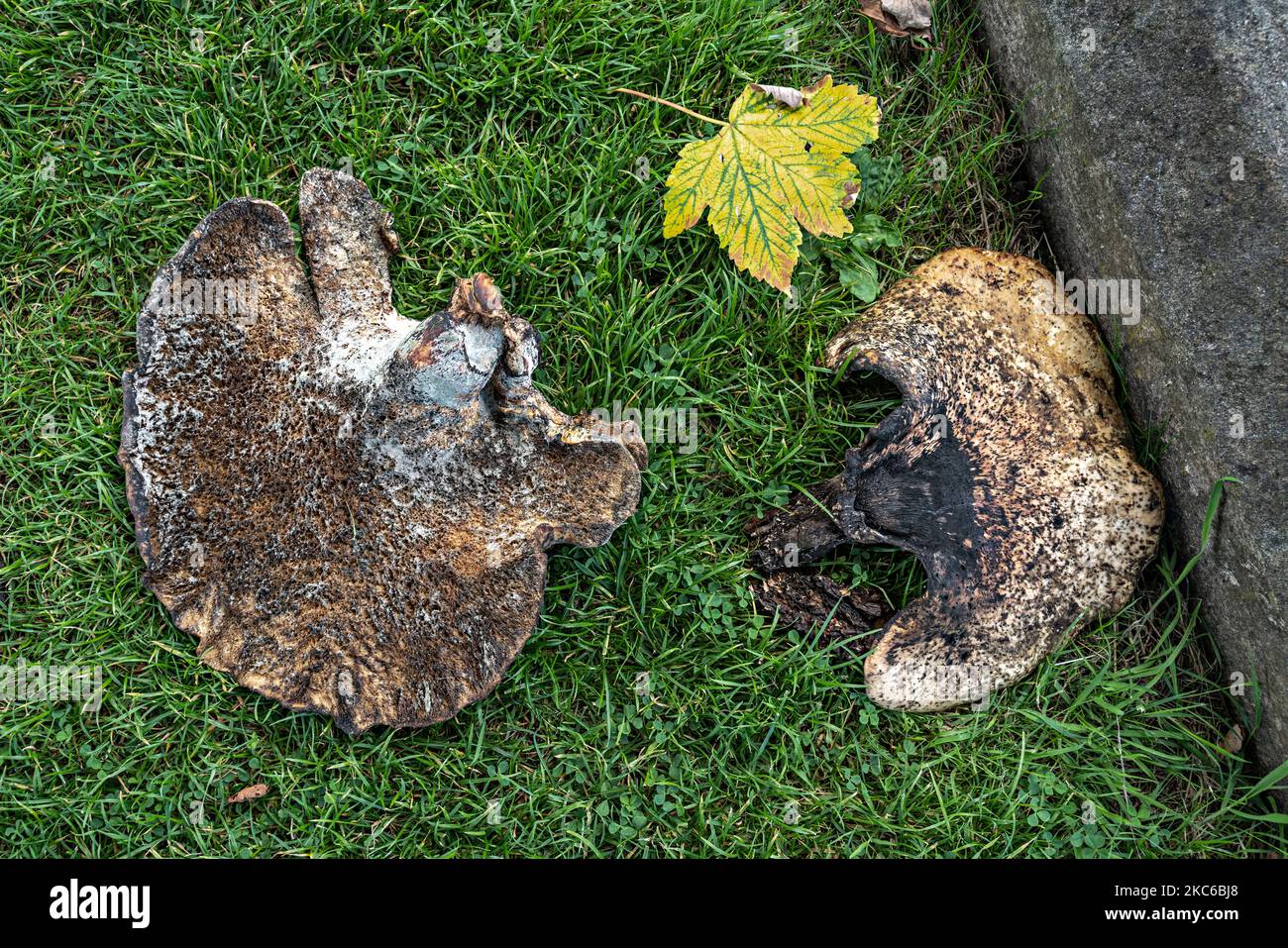 Large Autumn fungi in graveyard Stock Photo - Alamy