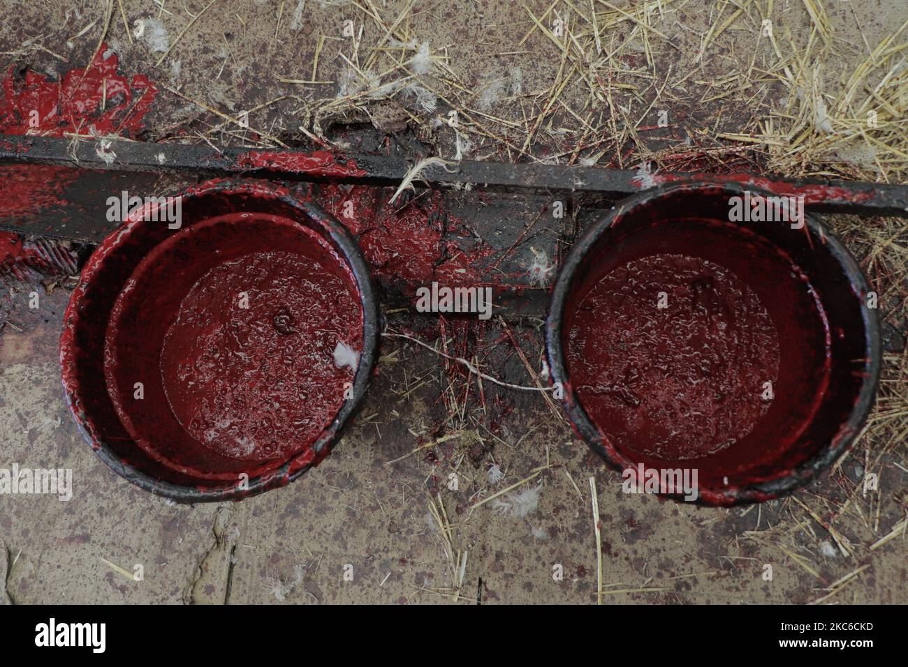 Buckets with turkey blood that were sacrificed by the Montes family ...