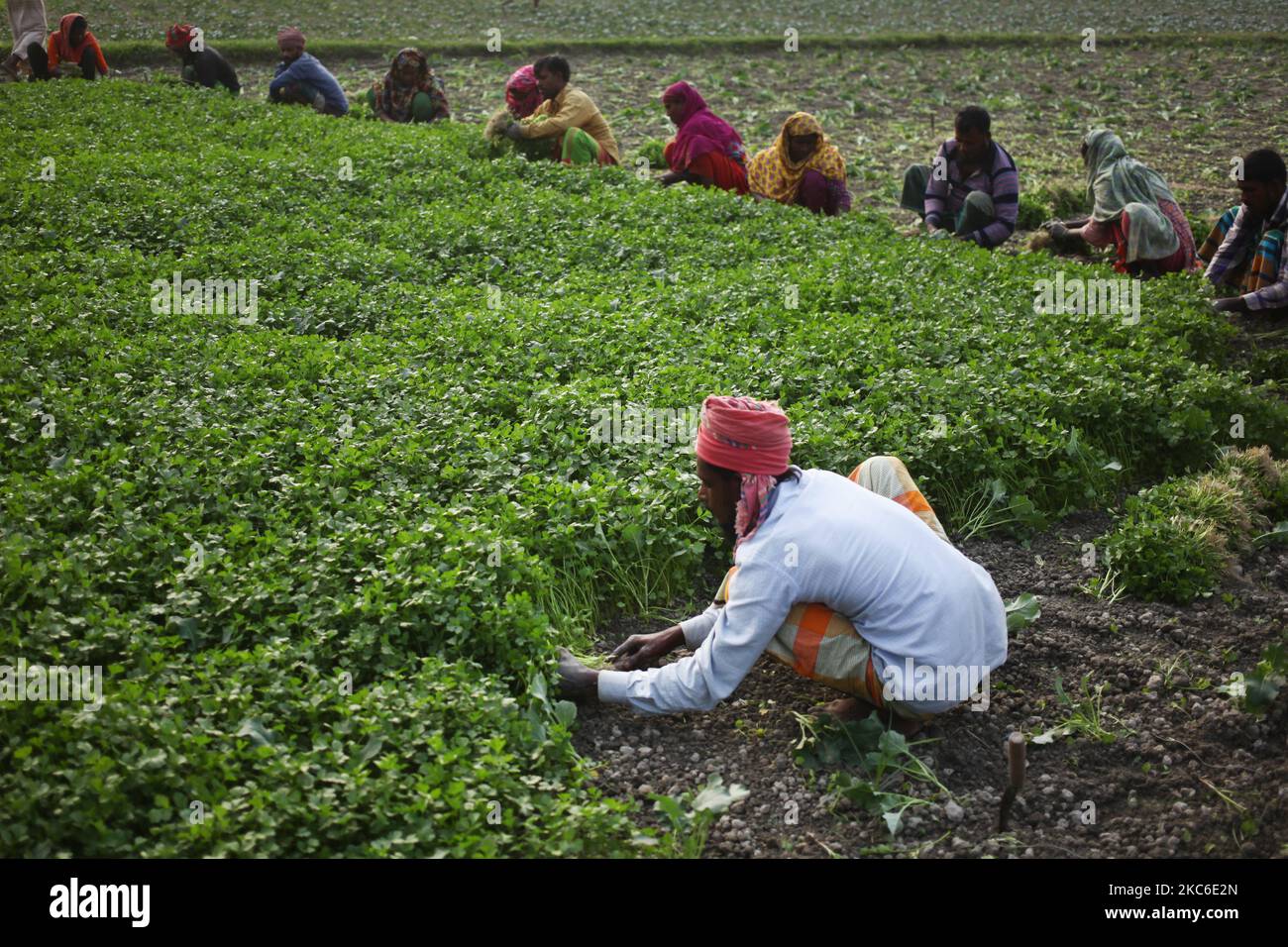 Farmers pluck Coriander leaves to sell in the nearest market at Savar ...