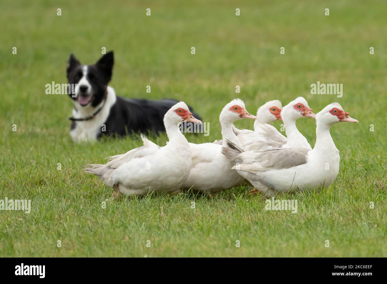 All the ducks lined-up in a row. Sheep dog herding ducks Stock Photo ...