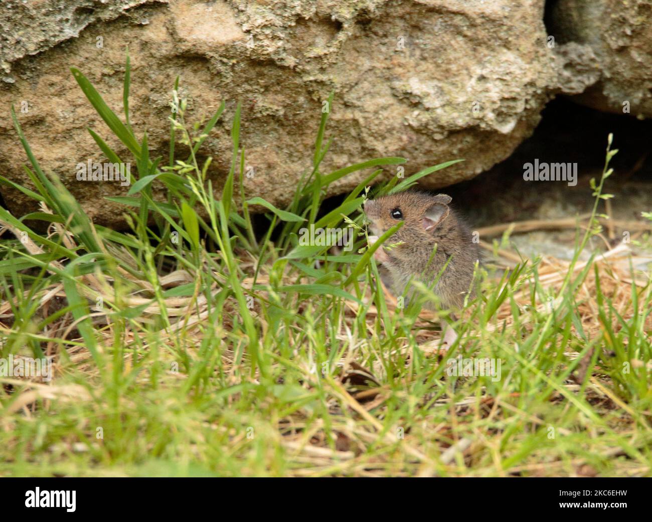 Woodmouse photograph hi-res stock photography and images - Alamy