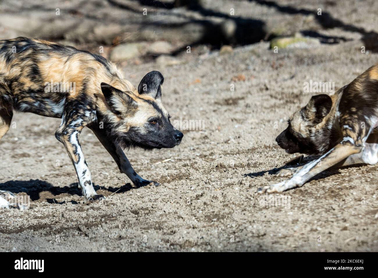African wild dogs, also called the painted dog, or Cape hunting dog are ...