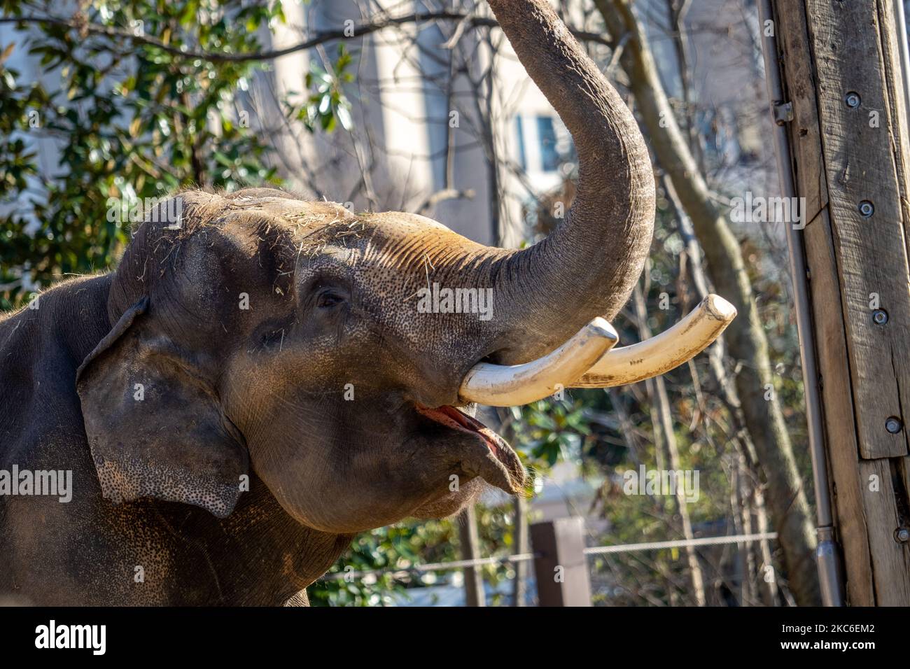 An elephant eats straw during the annual PNC Festival of Lights ...