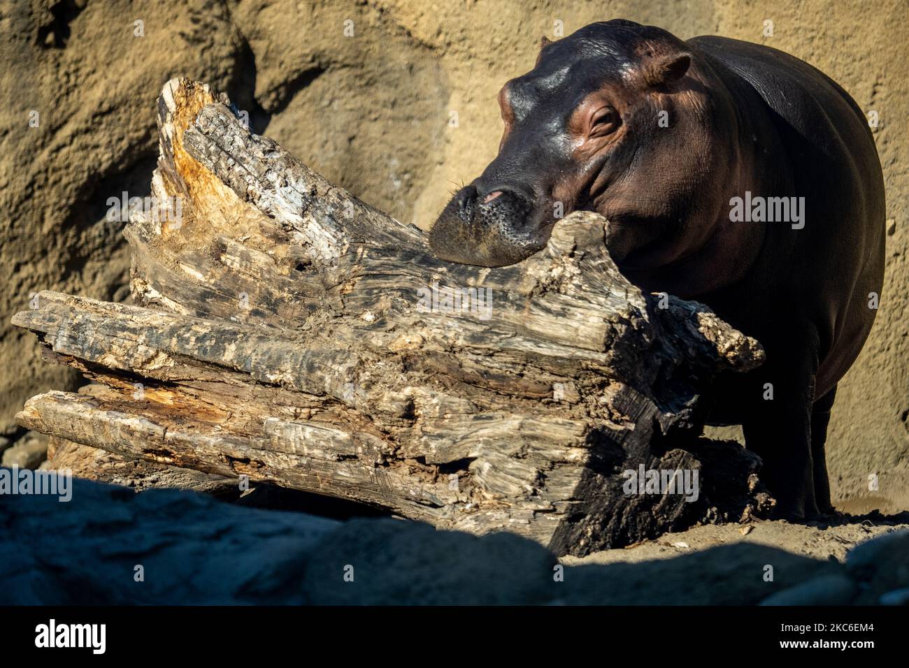 Fiona cincinnati zoo hi-res stock photography and images - Alamy