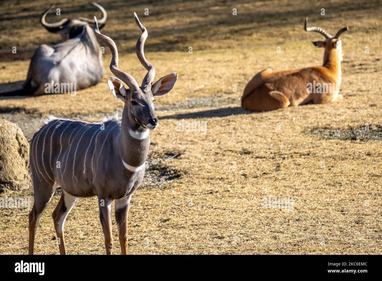 A lesser kudu, impala, and water buffalo are seen during the annual PNC Festival of Lights ...