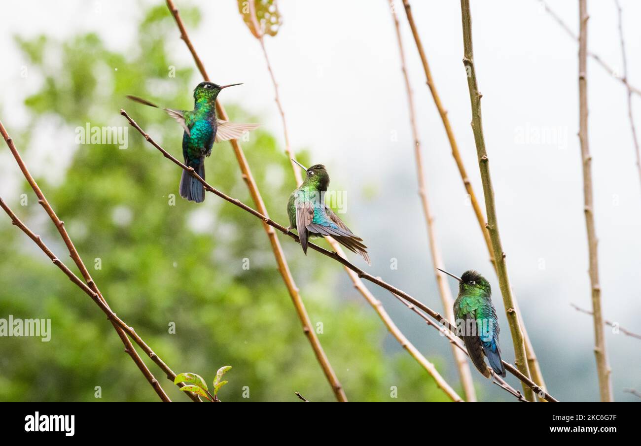 Three cute green hummingbirds flapping their wings on a narrow branch ...