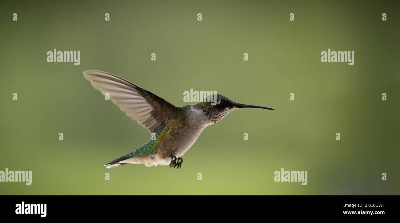 A selective focus shot of a Ruby-throated hummingbird Stock Photo - Alamy