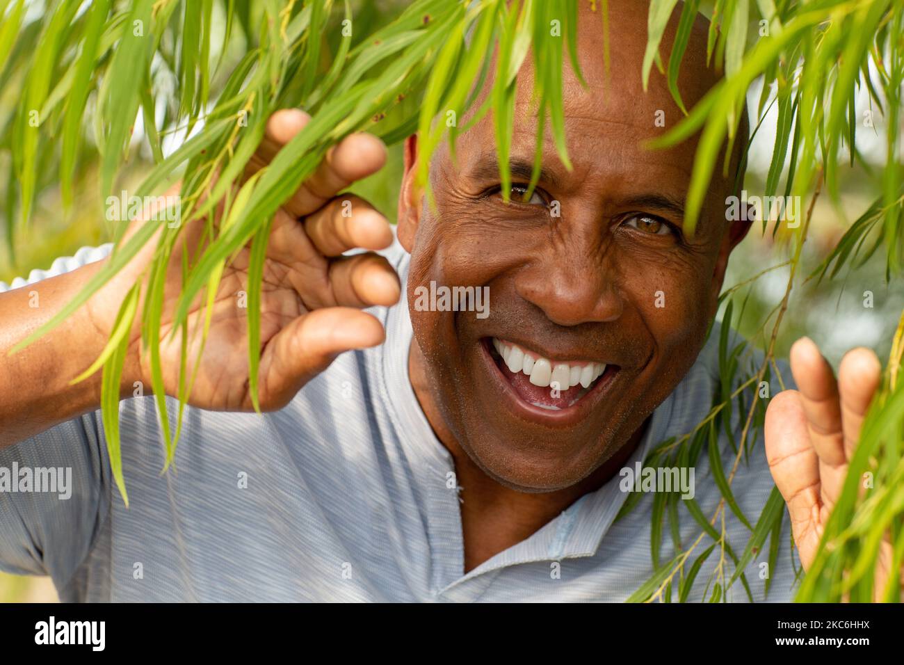 Mature African American man hiding behind some tree limbs Stock Photo ...