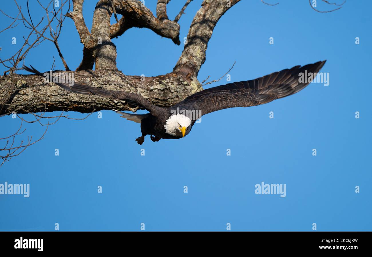A bald eagle flying down from a tree Stock Photo - Alamy