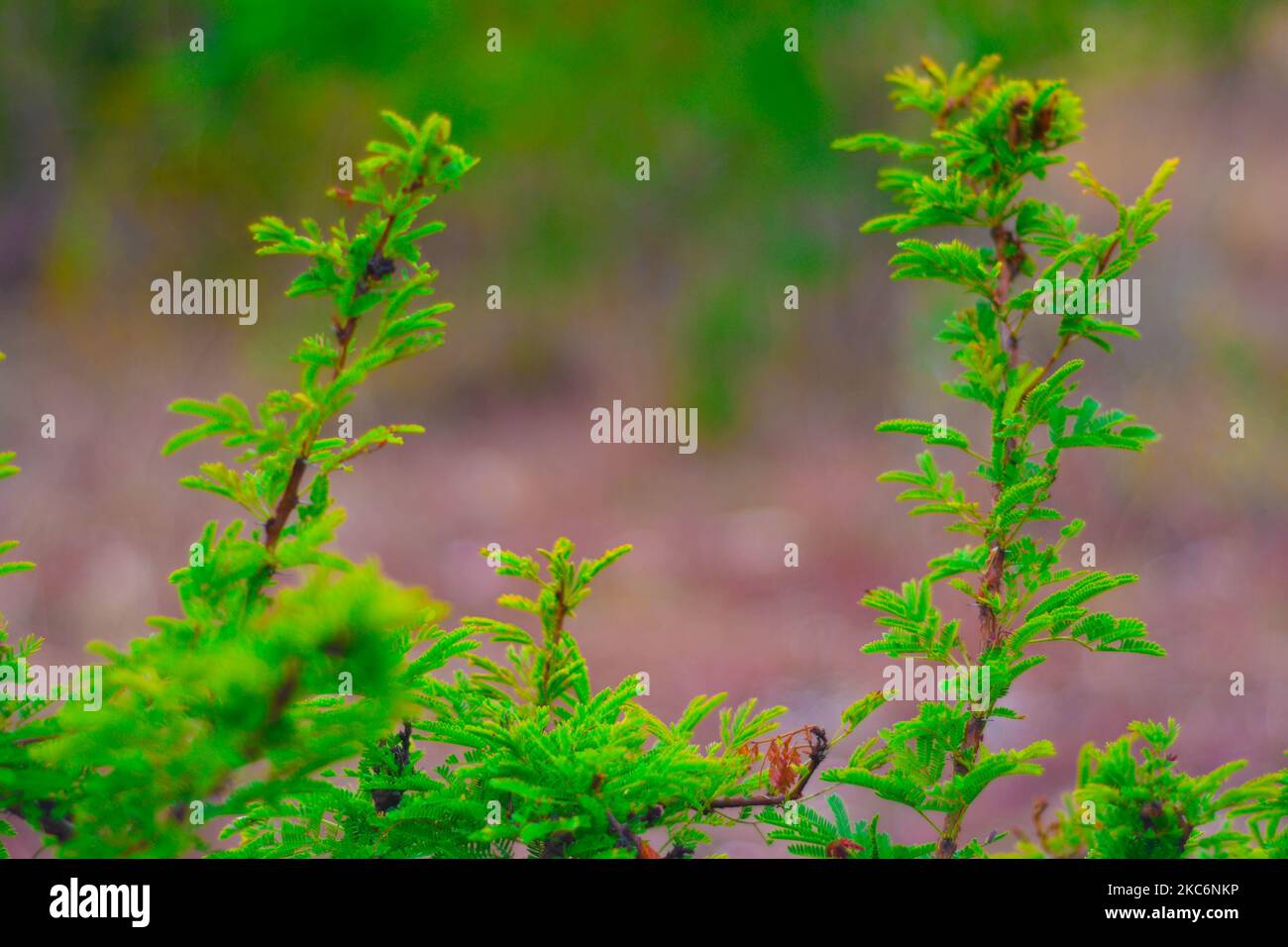 A close-up shot of small mimosa (Acacia) trees in a garden Stock Photo ...