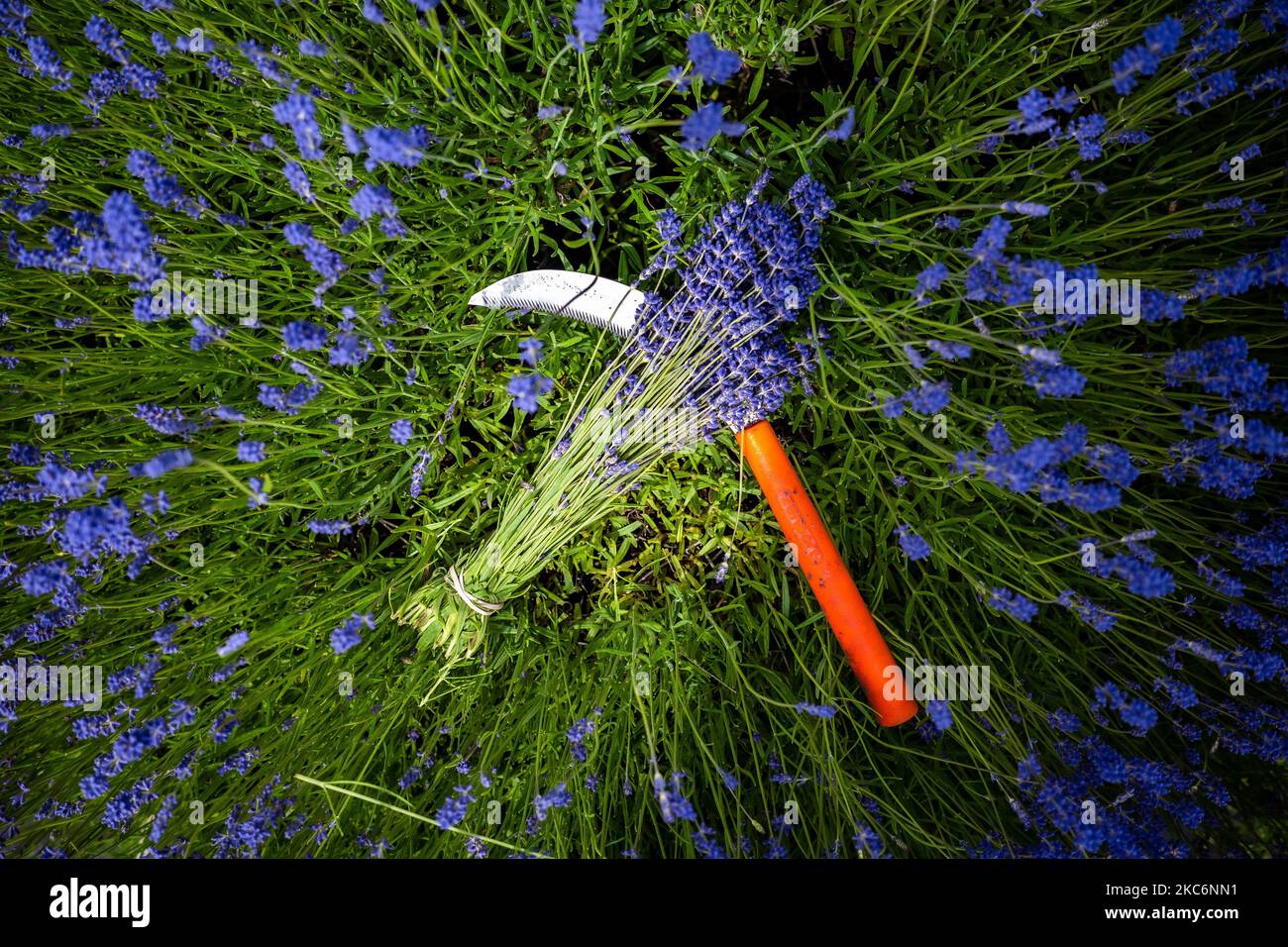 A top-view on a lavender field during the harvest season Stock Photo ...