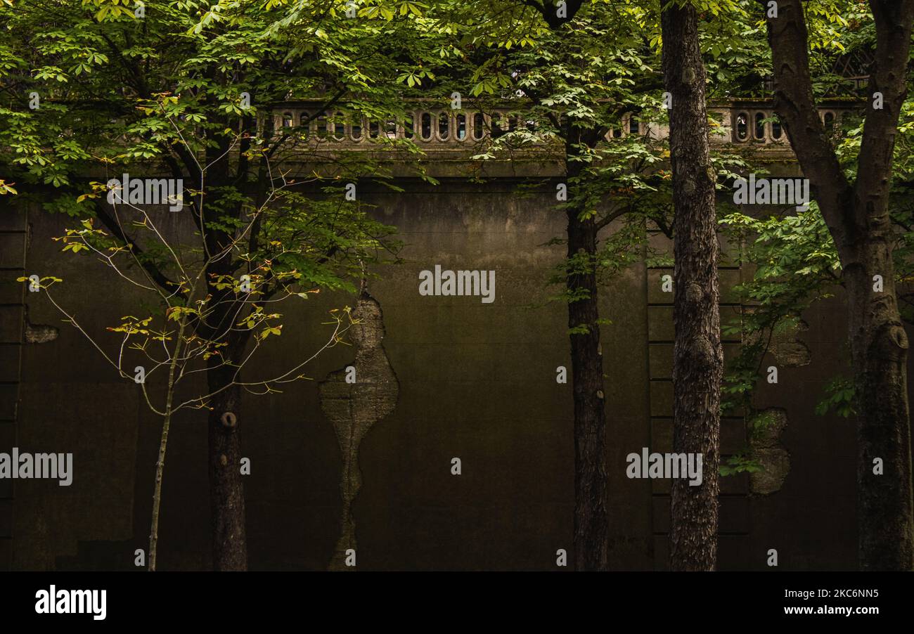 An old park wall covered by green with trees in Paris, France Stock ...