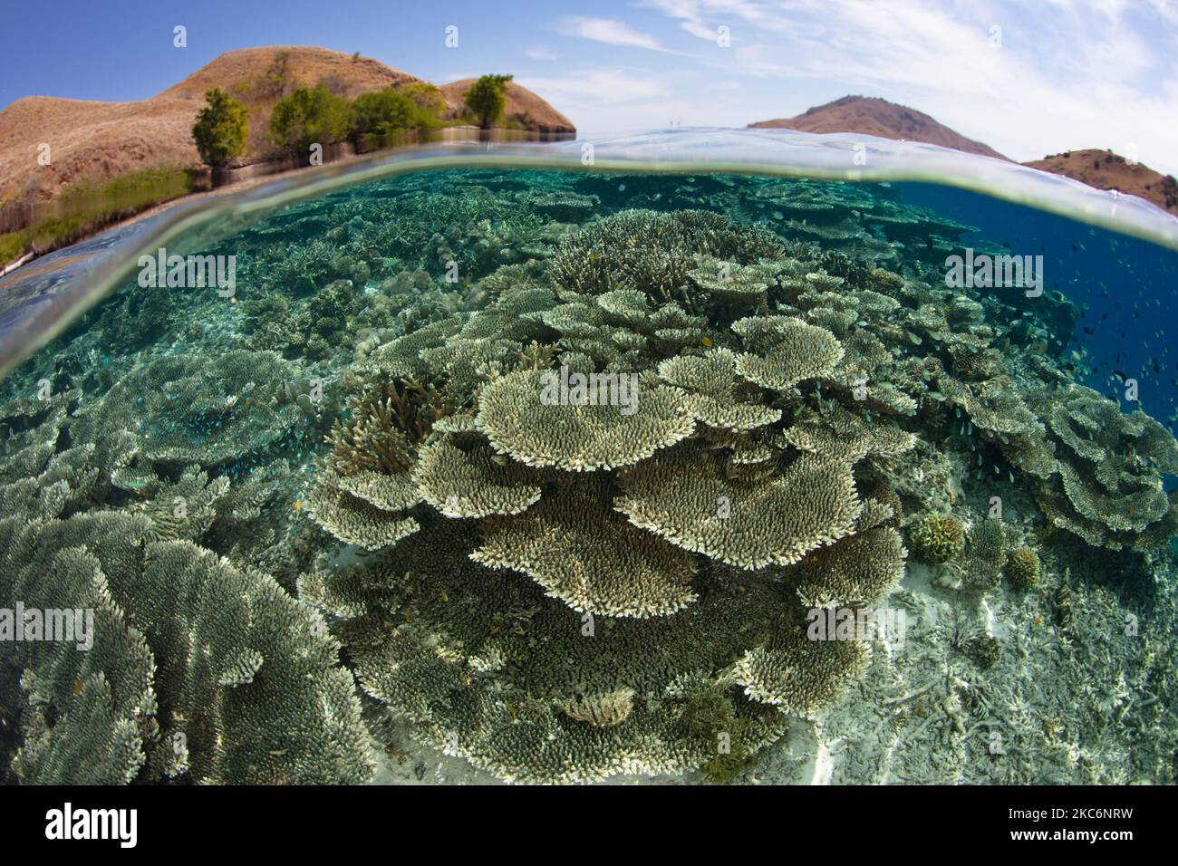 An array of reef-building corals compete for space on a shallow ...