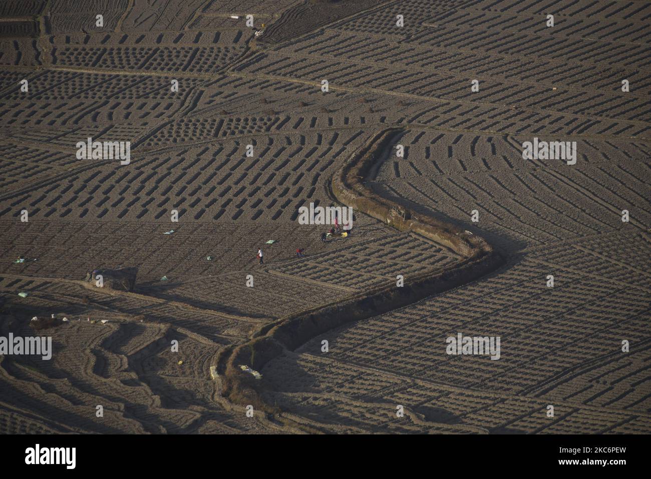 An aerial view of Nepalese farmers working in the potato field at ...