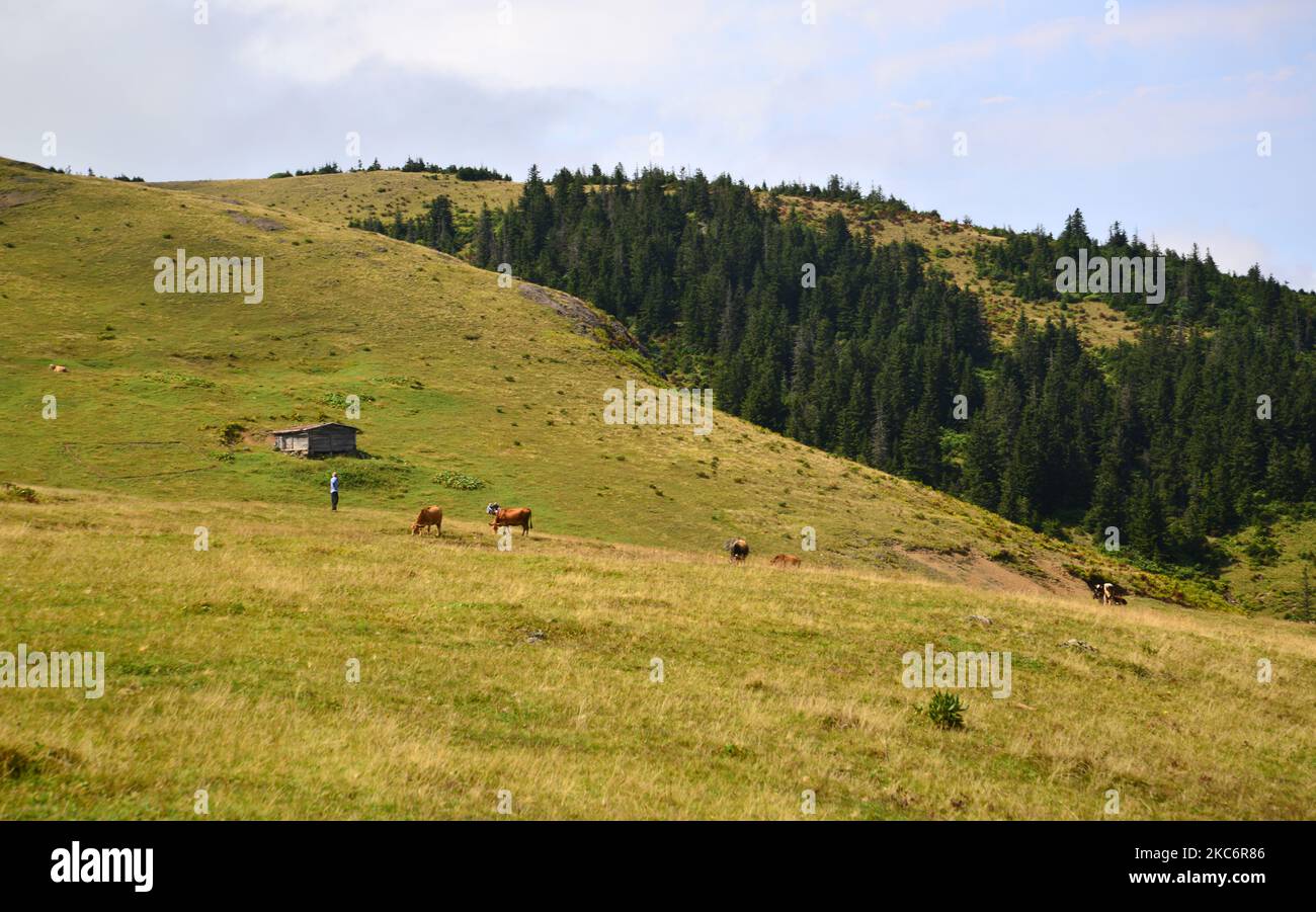 Gito Plateau, located in Rize, Turkey, is one of the most important ...