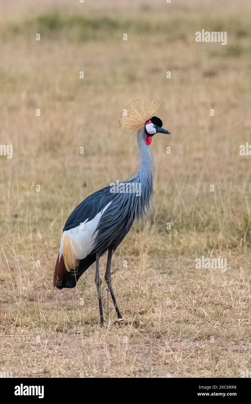 A Gray Crowned Crane standing on grassland Stock Photo - Alamy