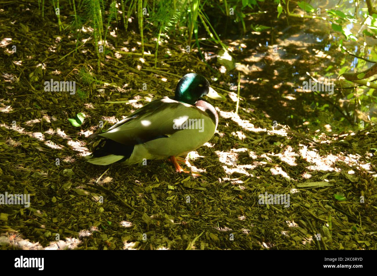 duck sleeping in the shade Stock Photo - Alamy