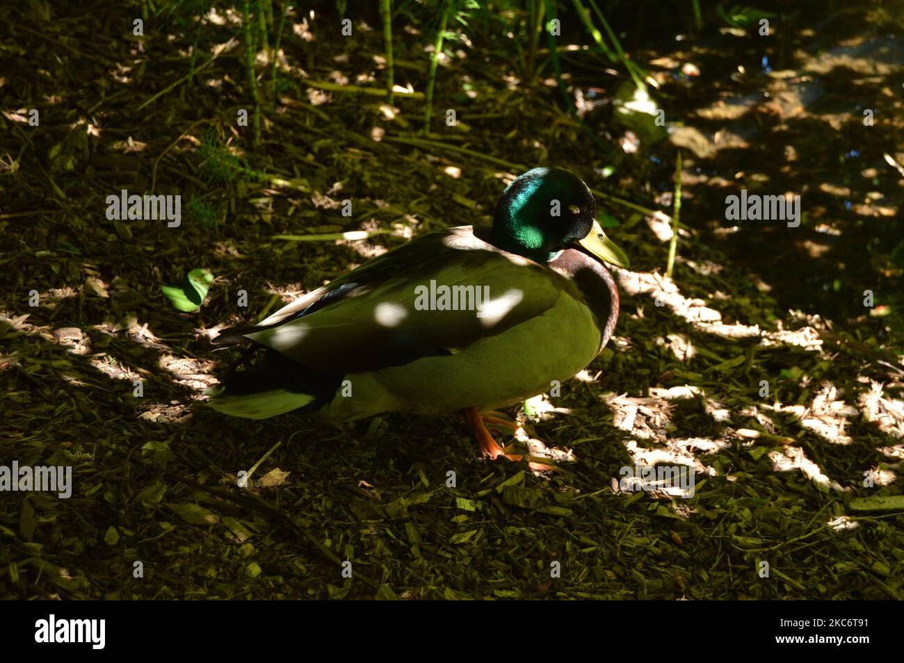 duck sleeping in the shade Stock Photo - Alamy