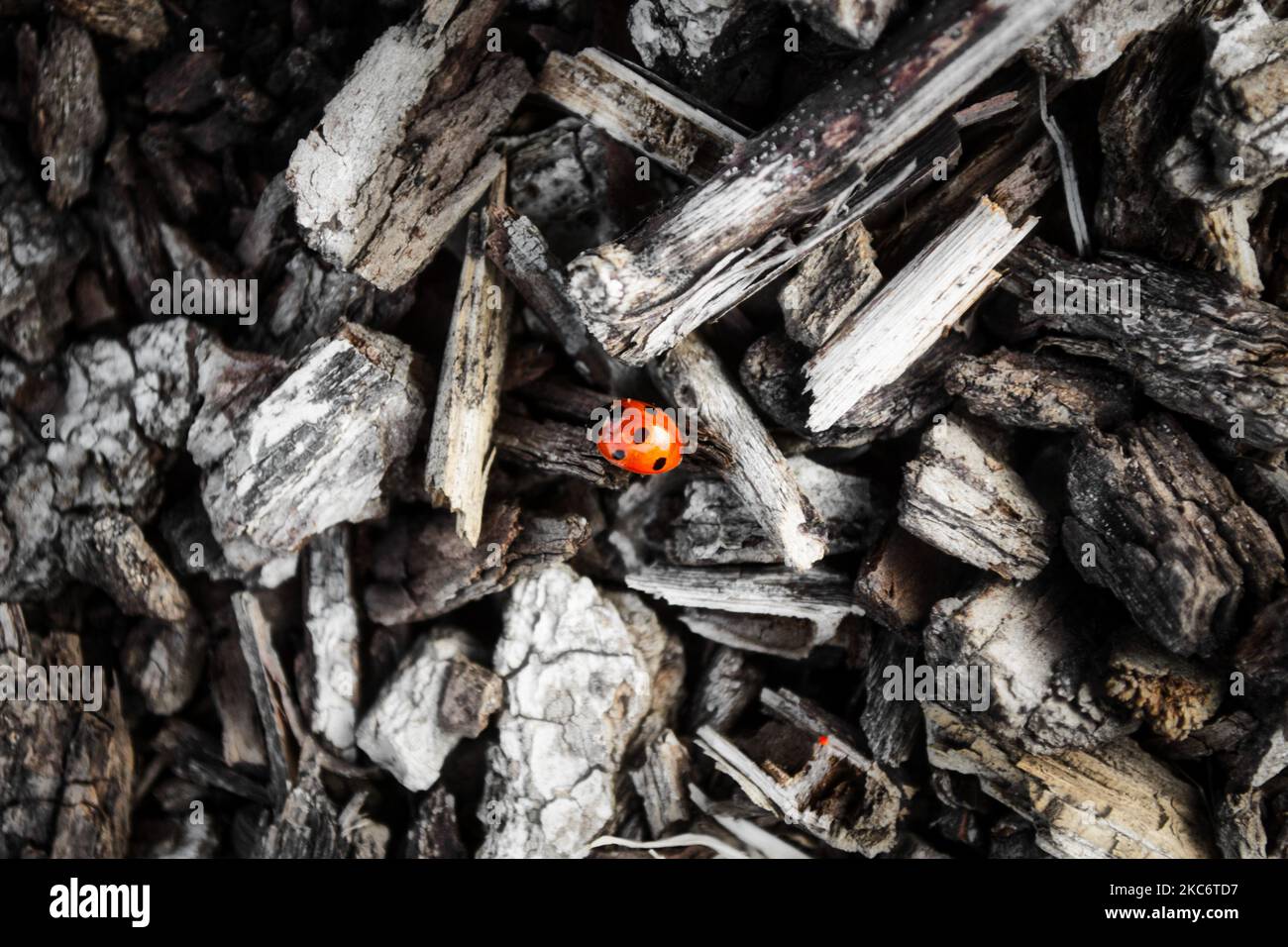 A top view of a ladybird on a pile of burnt wood Stock Photo - Alamy