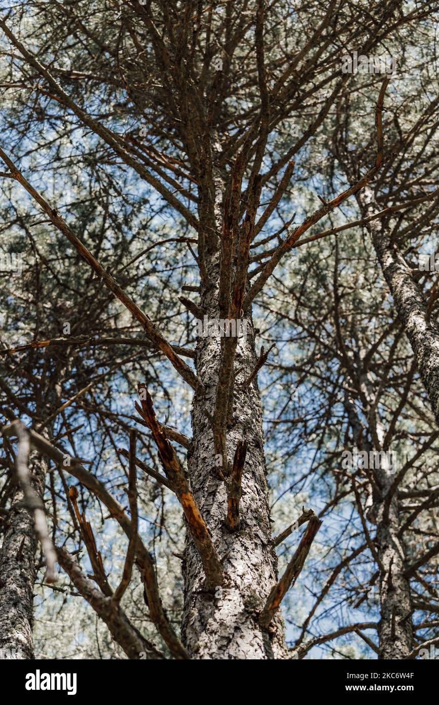 A vertical low-angle shot of a huge pine tree in a forest with a blue ...