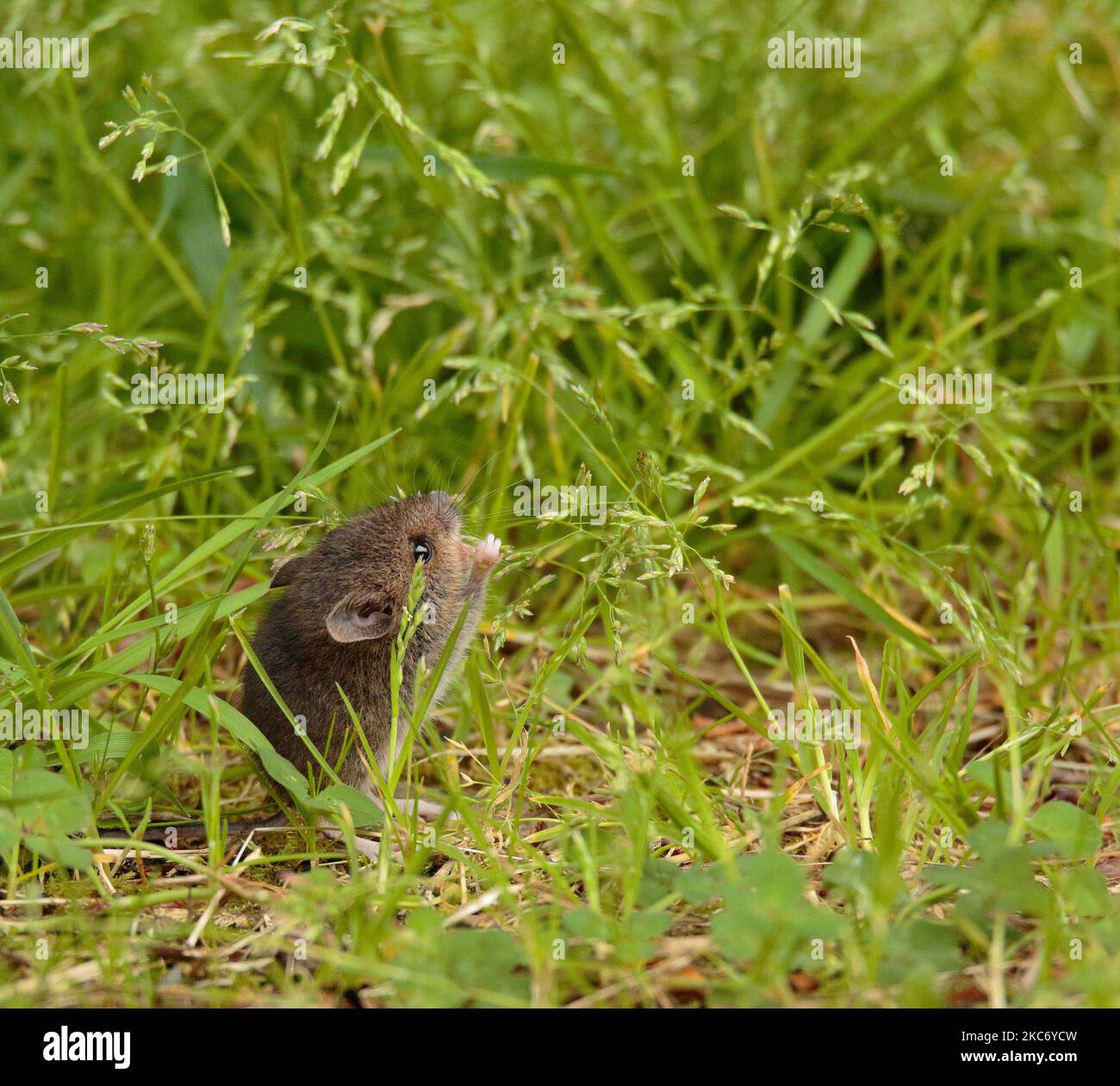 Woodmouse photograph hi-res stock photography and images - Alamy